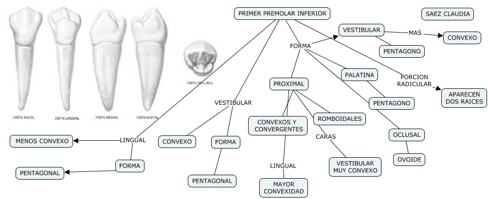 PRIMER PREMOLAR INFERIOR